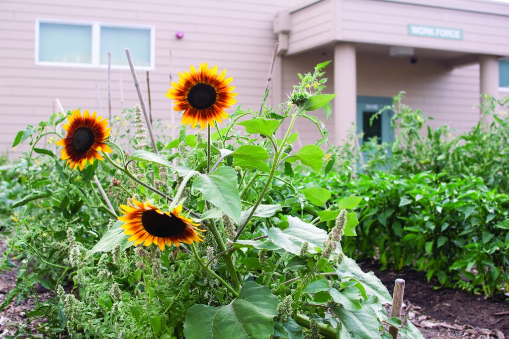 In a Prison a Sunflower Blooms - National University of Natural ...